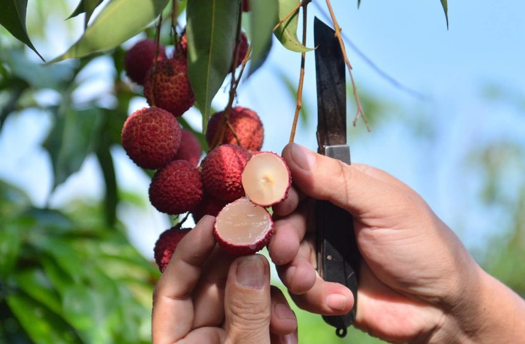 Vietnamese Fruit: Top 10+ Famous Fruits And Harvest Season